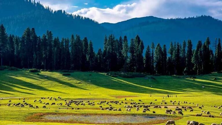 Kashmir in August : Places to Visit, Things to Do, Weather