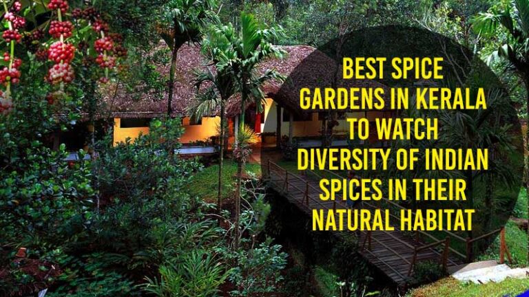 Best Spice Gardens in Kerala to Watch Diversity of Indian Spices