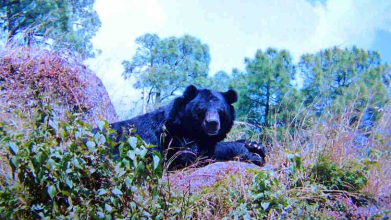 Shimla in December: Best Places, Attractions, Weather Guide