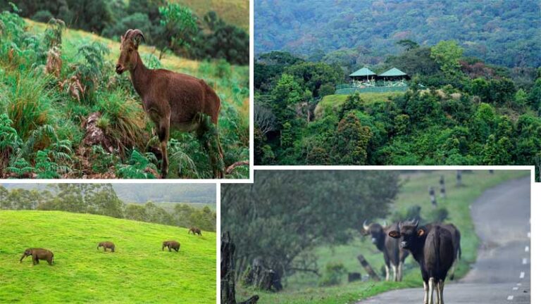 5 Best National Parks in Kerala | Kerala Wildlife Sanctuaries