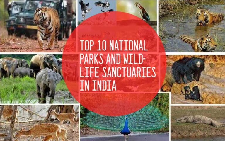 Top 15 National Parks and Wildlife Sanctuaries in India