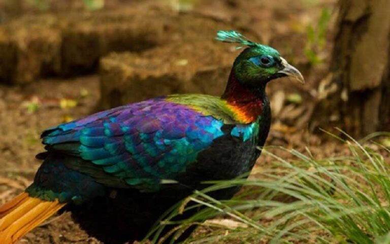 Manali in May 2025: Places to Visit, Things to Do & Travel Guide